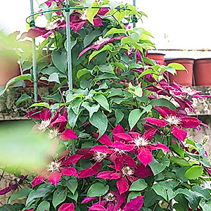 Gardzen 3-Pack Tomato Cage, Plants Support, Trellis Climbing Ring Cage, Stand for Pepper Eggplant Tomato Flowers