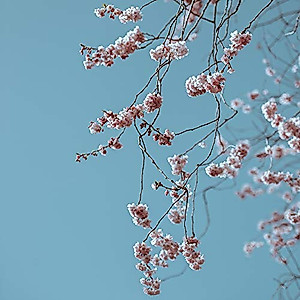 Village Candle Cherry Blossom 26 oz Glass Jar Scented Candle, Large