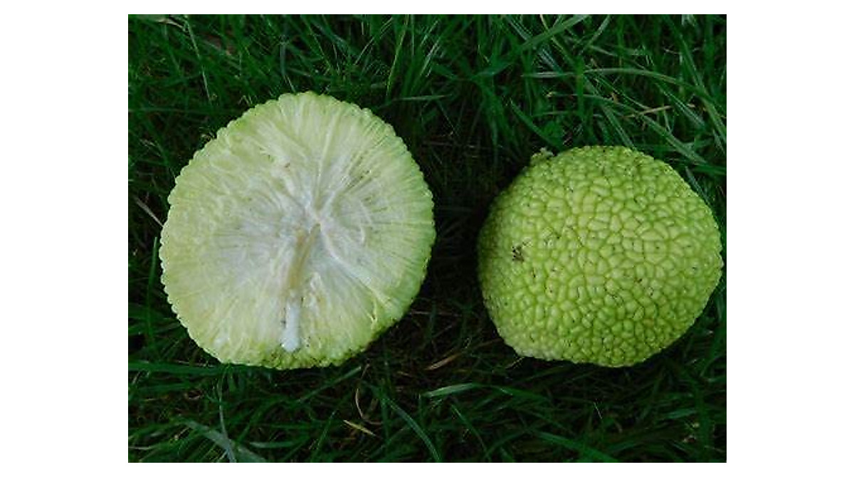 Buy Osage Orange Tree Seeds - Hardy, Resilient & Easy to Grow