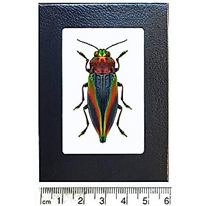BicBugs Cyphogastra javanica Blue red Rainbow buprestid Beetle Java Indonesia Framed