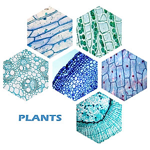 Prolee 200 Packs Microscope Slides, 100 Plants & 100 Animal Tissues Includes Labels and Case for Biological Science Education
