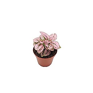 California Tropicals Pink Polka Dot Plant Live Tropical Houseplant - 3 Inch Real Indoor Plant with Easy Care for Home, Office, or Garden - Unique Leaf Design, Cool Interior Decor