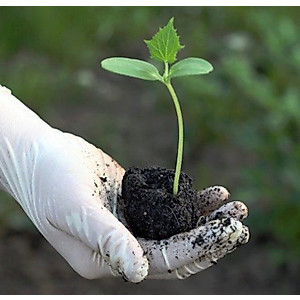 Powder-Free Rubber Gloves, Safe Gloves Disposable Latex Gloves Medium Non-Sterile for Mechanic, Cleaning, Kitchen... NOT for: Medical Gloves, Latex Free, Large, Nitrile Gloves Large & Vinyl Gloves