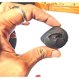 XUETZALCOATL Jyotiraadityah Sudarshan Shaligram 1.5cm - 2.5cm from Kali Gandaki 1 pcs