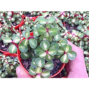 Rainbow Bush Jade Plant - Spekboom - Portulacaria mediopicta - 2.5" Pot