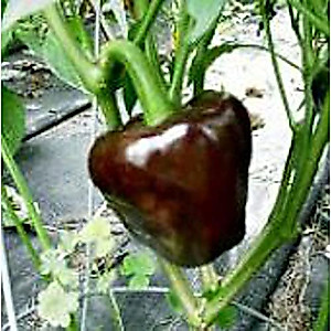 Chilhuacle Negro Hot Peppers Seeds (20+ Seeds) | Non GMO | Vegetable Fruit Herb Flower Seeds for Planting | Home Garden Greenhouse Pack