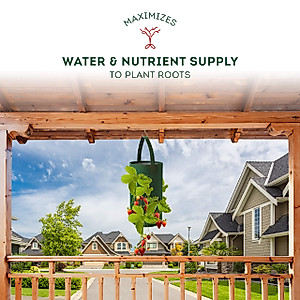 Evie-2 Strawberry Everbearing Bare Roots Plants, 25 per Pack, Hardy Plants Non GMO