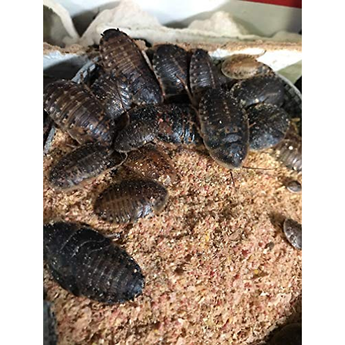 BadAssBugs™ 2LB Dubia Roach Chow Honey Horchata