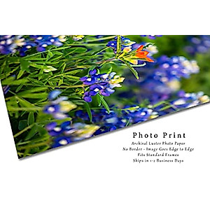 Wildflower Photography Print (Not Framed) Vertical Picture of Indian Paintbrush Standing Out in Bluebonnets on Spring Day in Texas Nature Wall Art Flower Decor (5" x 7")
