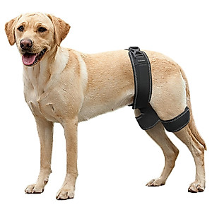 CHAMIN Dog Hip Orthotics Brace, Dog Hip Dysplasia Brace Harness, Support for Hip Dysplasia, Luxating Patella, Relieve Hip Pain, Prevent Hip Joint Diseases and Assisted orthopedics, et(Large)