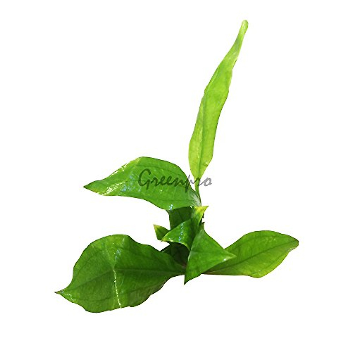 Echinodorus Bleheri | Amazon Sword Paniculatus Potted Live Aquarium Plants for Aquatic Freshwater Fish Tank by Greenpro