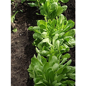 BOTARO GRO-Caps Reusable Plant Covers (30 Pack) Plant Protection from Frost, Cold Weather, Garden Insects, Pesticides, Rodents & Rabbits for All Your Plants, Vegetables & Flowers. Grow Organic