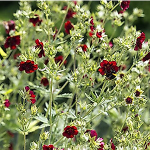 David's Garden Seeds Wildflower Cinquefoil Scarlet FBA-4165 (Red) 200 Non-GMO, Heirloom Seeds