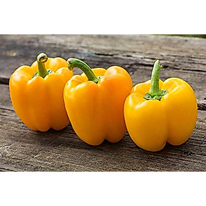 Golden California Wonder Sweet Bell Pepper Seeds, 50+ Heirloom Seeds Per Packet, (Isla's Garden Seeds), Non GMO Seeds, Botanical Name: Capsicum annuum, Great Home Garden Gift