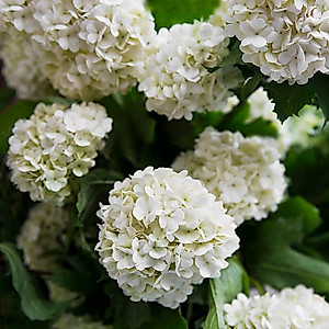 2 Old Fashion Snowball Viburnum Plants Live Trees, Japanese Viburnum Shrub Bush from 6 to 12 Inc Height 4 Inc Pot