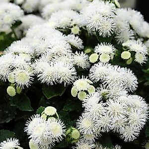 CHUXAY GARDEN 100 Seeds White Ageratum Houstonianum,Flossflower,Bluemink,Blueweed,Pussy Foot,Mexican Paintbrush Rare White Flowers Hardy Bear Ear Plant Easy to Grow & Maintain
