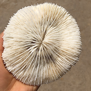 SAIYI White Coral Sea Round Mushroom Coral Natural Artifical Fish Aquatic Pet Supplies Aquarium Landscape Tank Ornaments 8 to 10cm Beautiful