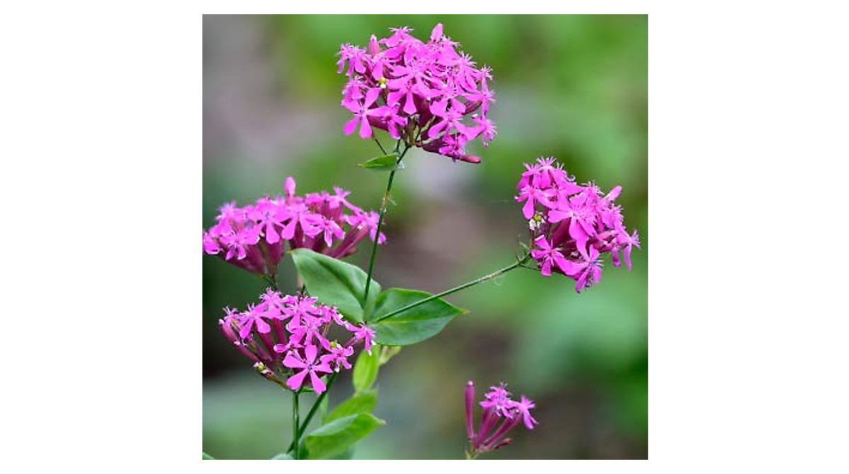 Catchfly Flower Seeds for Planting - Non-GMO & Pink Blooms