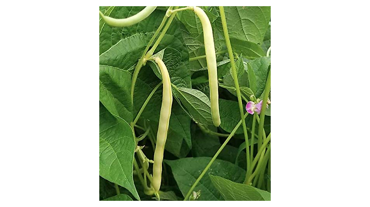 Cherokee Wax Bush Bean Seeds | Heirloom, Non-GMO, Easy Grow