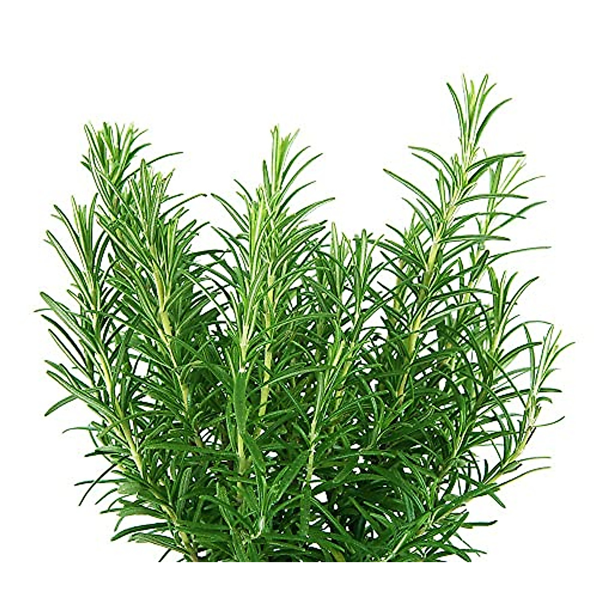 Rosemary Seeds for Planting, 100+ Heirloom Seeds Per Packet, (Isla's Garden Seeds), Non GMO Seeds, Fragrant Herb, Botanical Name: Salvia rosmarinus, Great Home Garden Gift