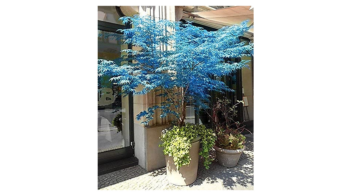 MITRAEE 10pcs Japanese Ghost Blue Maple Tree Seeds