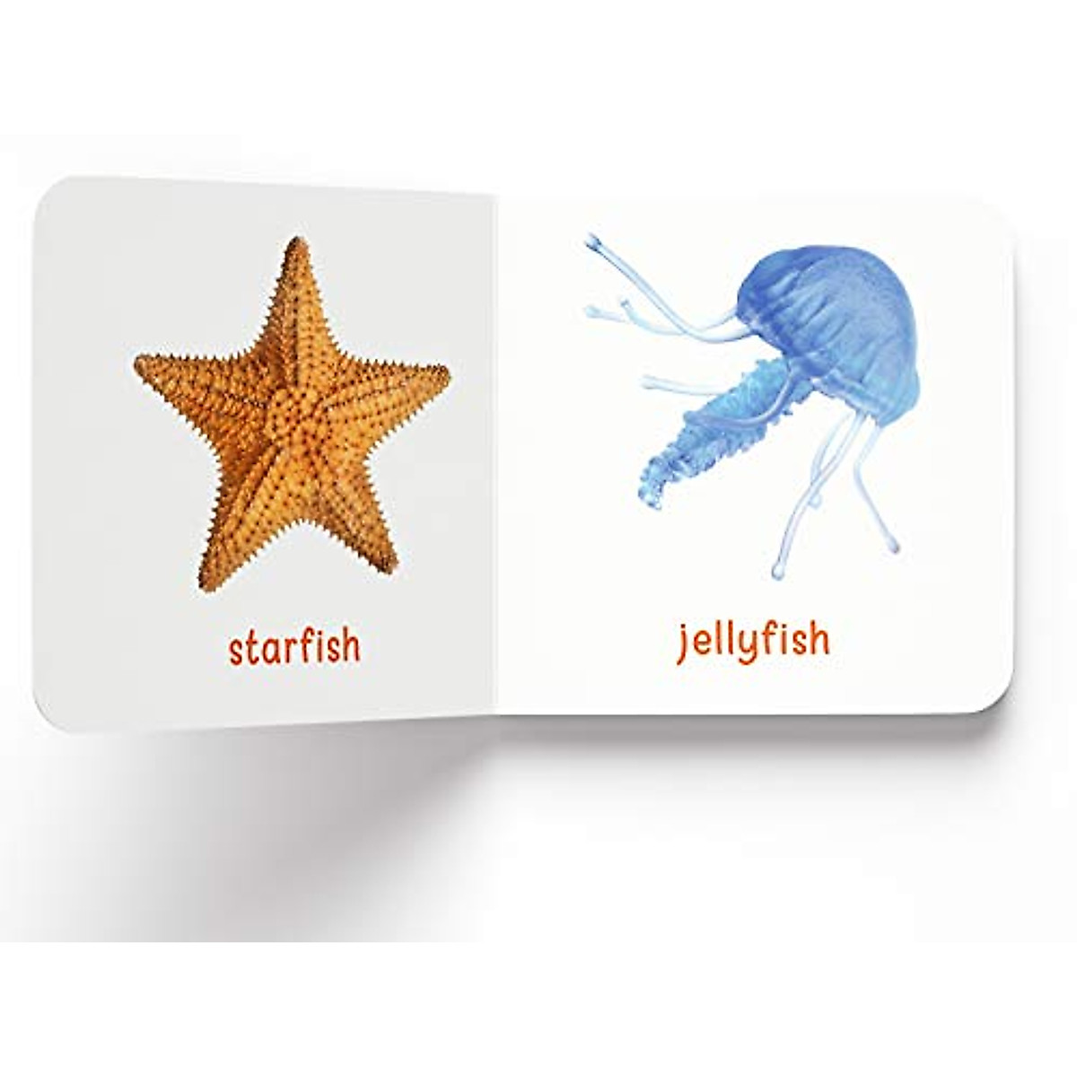 My First Complete Learning Library: Boxset of 20 Board Books Gift Set for Kids (Horizontal Design)