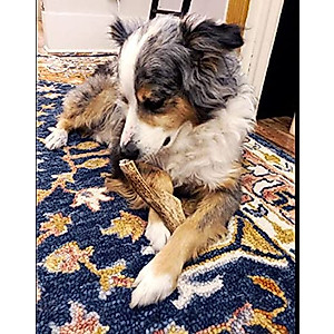 WhiteTail Naturals | 3 Pack Medium | Deer Antler Dog Chews | All Natural Organic Antlers for Dogs | Long Lasting Antler Bones for Dogs | Durable Antler Dog Toy