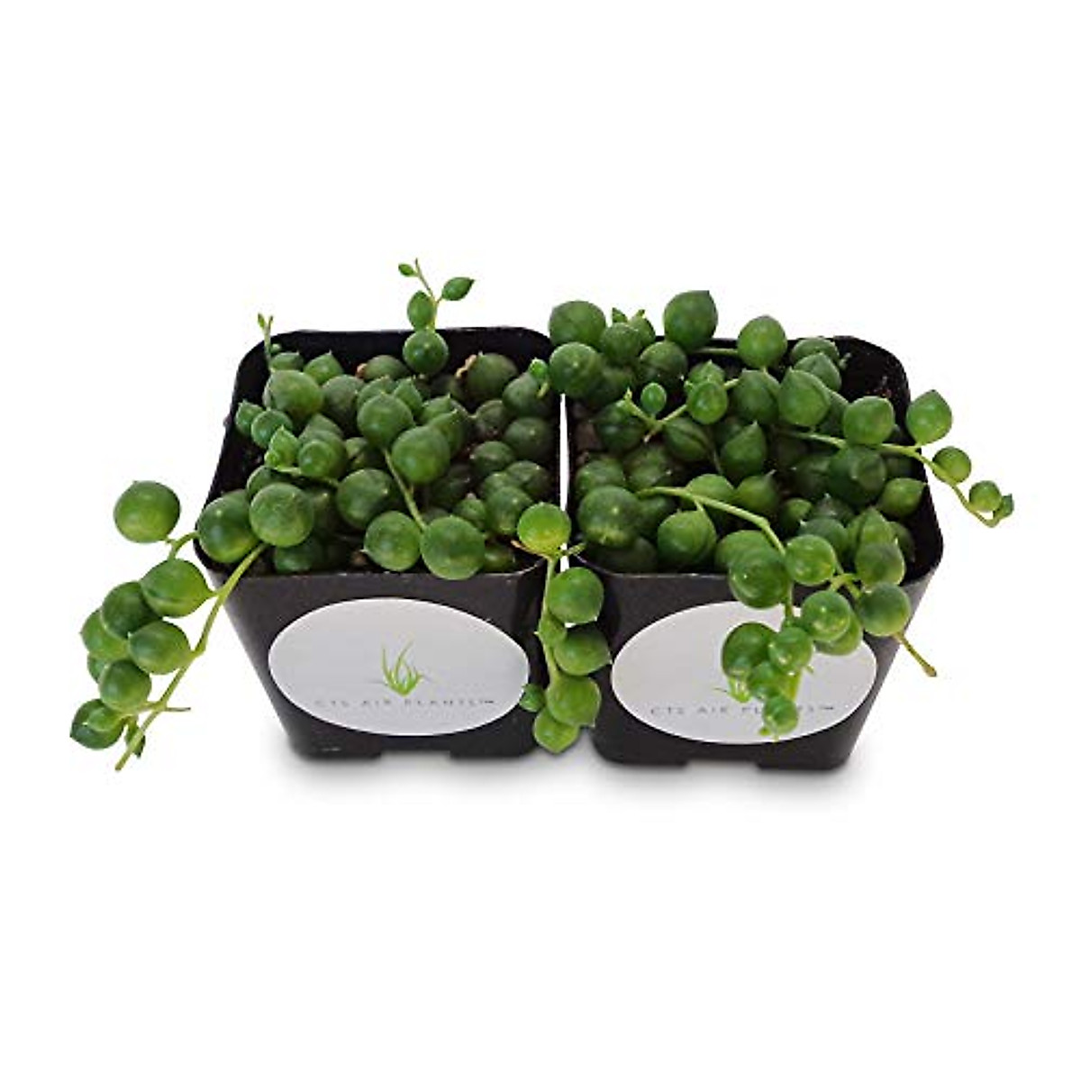 String of Pearls Succulents Senecio Rowleyanus (2 Pack in 2" Pots …)