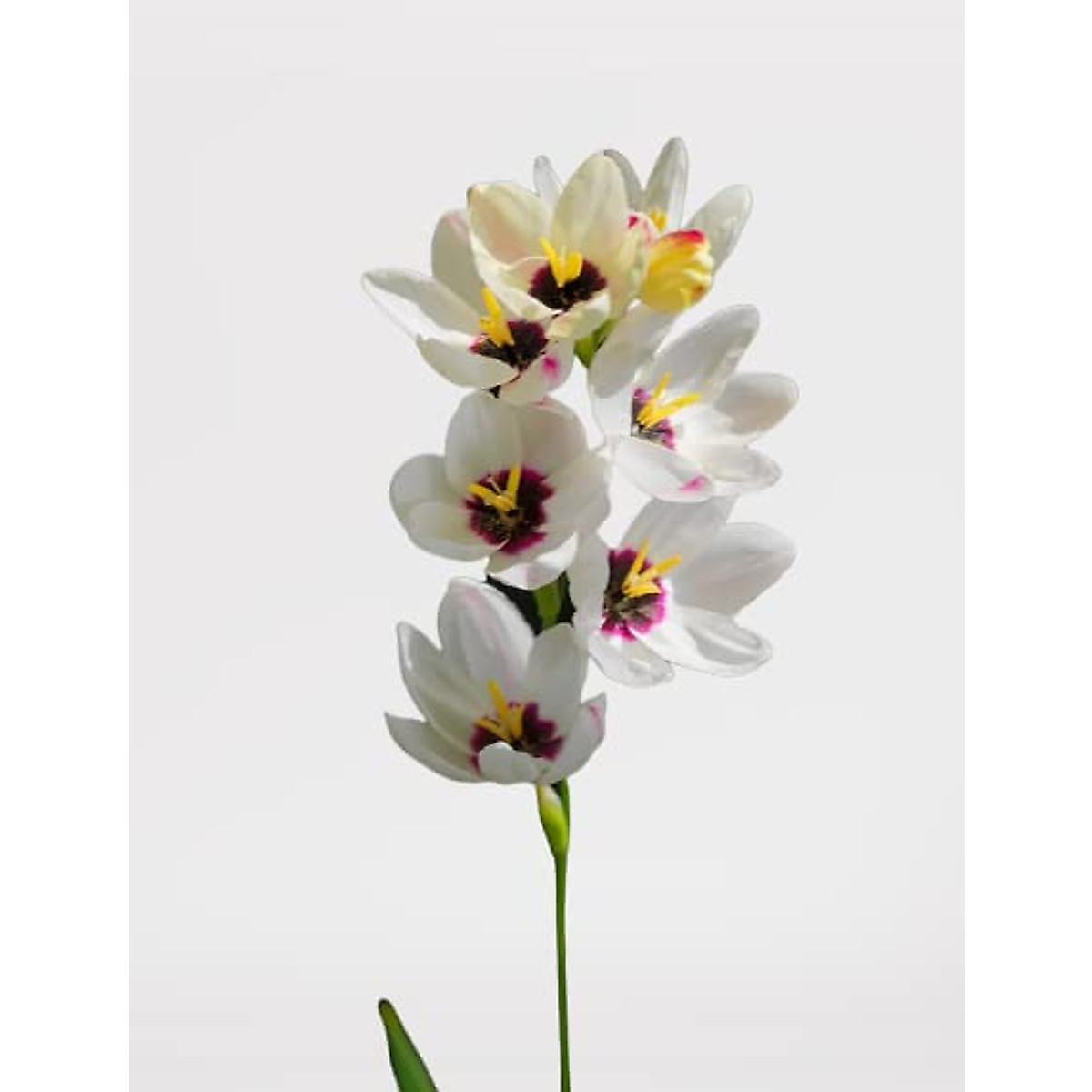 Votaniki African Corn Lily Mix Bulbs - Long Blooming and Easy to Grow, Ixia Mixed Bulbs for Planting - Perennial Lily Flower | Unique and Showy Flowers for Borders, Beds and Cut Flower (12 Pack)