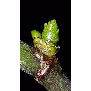 ELIT Orchid CLON+ Cytokinin Keiki Cloning Paste for Burgeon Awakening - Bloom Booster with Vitamins B1 and B6 (1.5 ml)