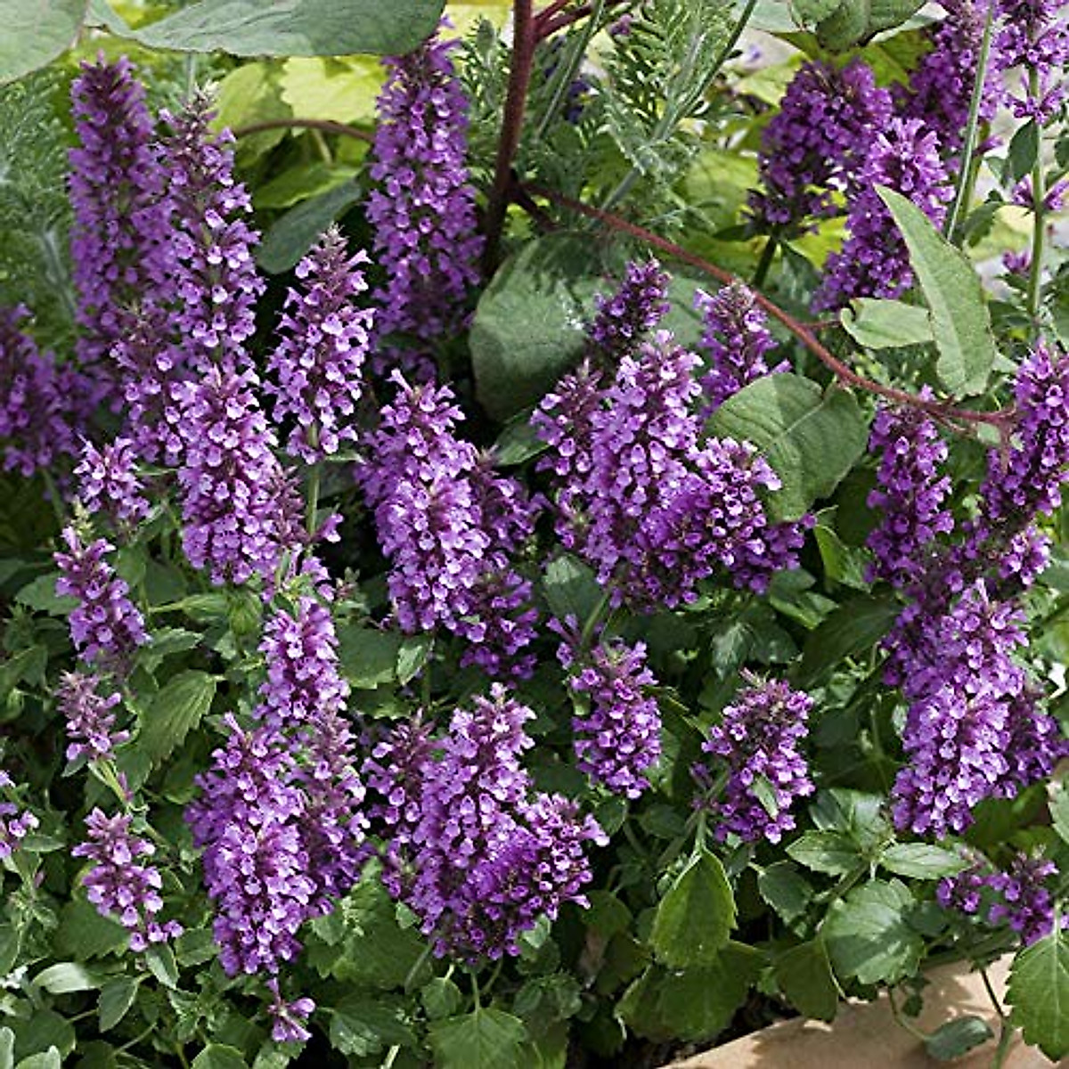 Outsidepride Agastache Rugosa Korean Mint Garden Plant Herb Seeds - 500 Seeds
