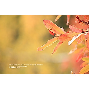 Canon DSLR Camera EOS Kiss X7i with EF-S18-55mm IS STM - International Version (No Warranty)