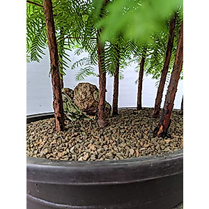 Redwood Forest Specimen Bonsai Tree