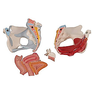 3B Scientific H20/3 Female Pelvis w/ Ligaments 4 Part - 3B Smart Anatomy
