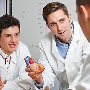 RONTEN Human Heart Model, Heart Model, 2-Part Life Size Anatomically Accurate Numbered Heart Medical Model, Held Together with Magnets on Base