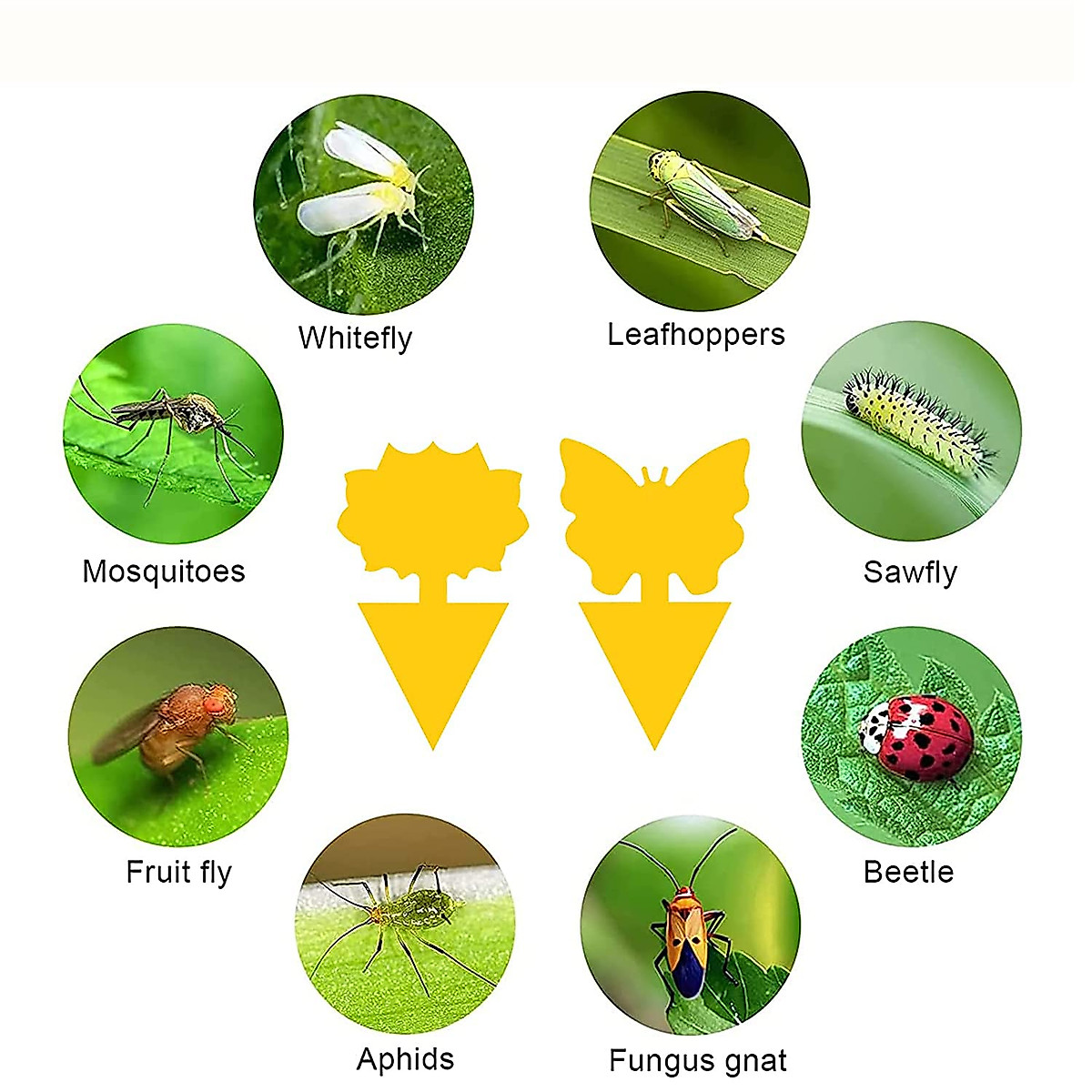 lanju 12pcs Plant Trap for Fruit Fly, Fruit Fly Sticky Trap for Mosquito and Bug Indoor & Outdoor for White Flies Mosquitos Fungus Gnats Flying Insects Houseplant