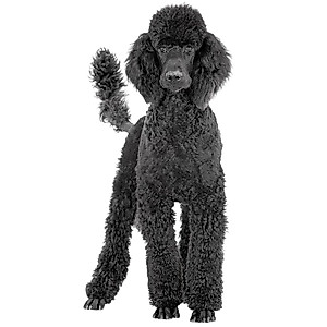 CafePress Poodle Picture Mug Ceramic Coffee Mug, Tea Cup 11 oz