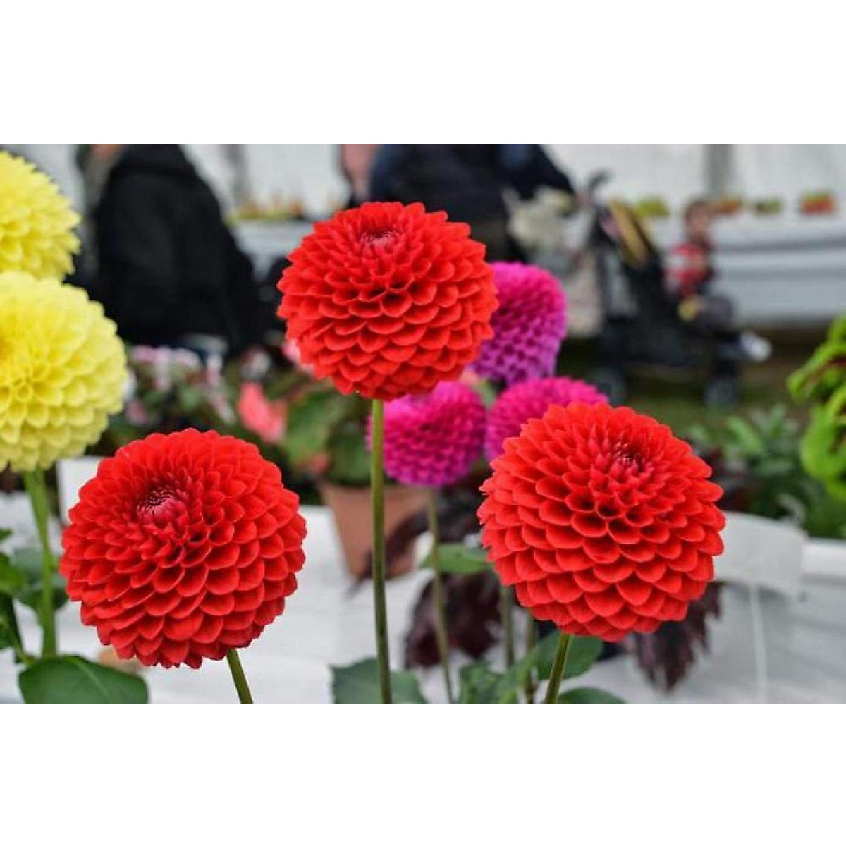Seeds4planting - Seeds Dahlia Pompon Mix Annual Beautiful Flower Non GMO