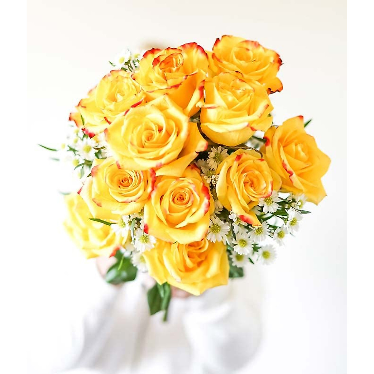 From You Flowers - One Dozen Festive Roses with Glass Vase (Fresh Flowers) Birthday, Anniversary, Get Well, Sympathy, Congratulations, Thank You