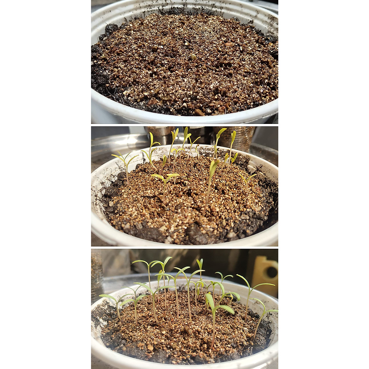 Organic Vermiculite Granules for Plants and Gardening (10 Quarts)