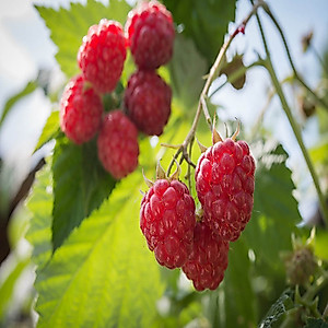 2 Heritage - Red Raspberry Plant - Everbearing - All Natural Grown - Ready for Fall Planting