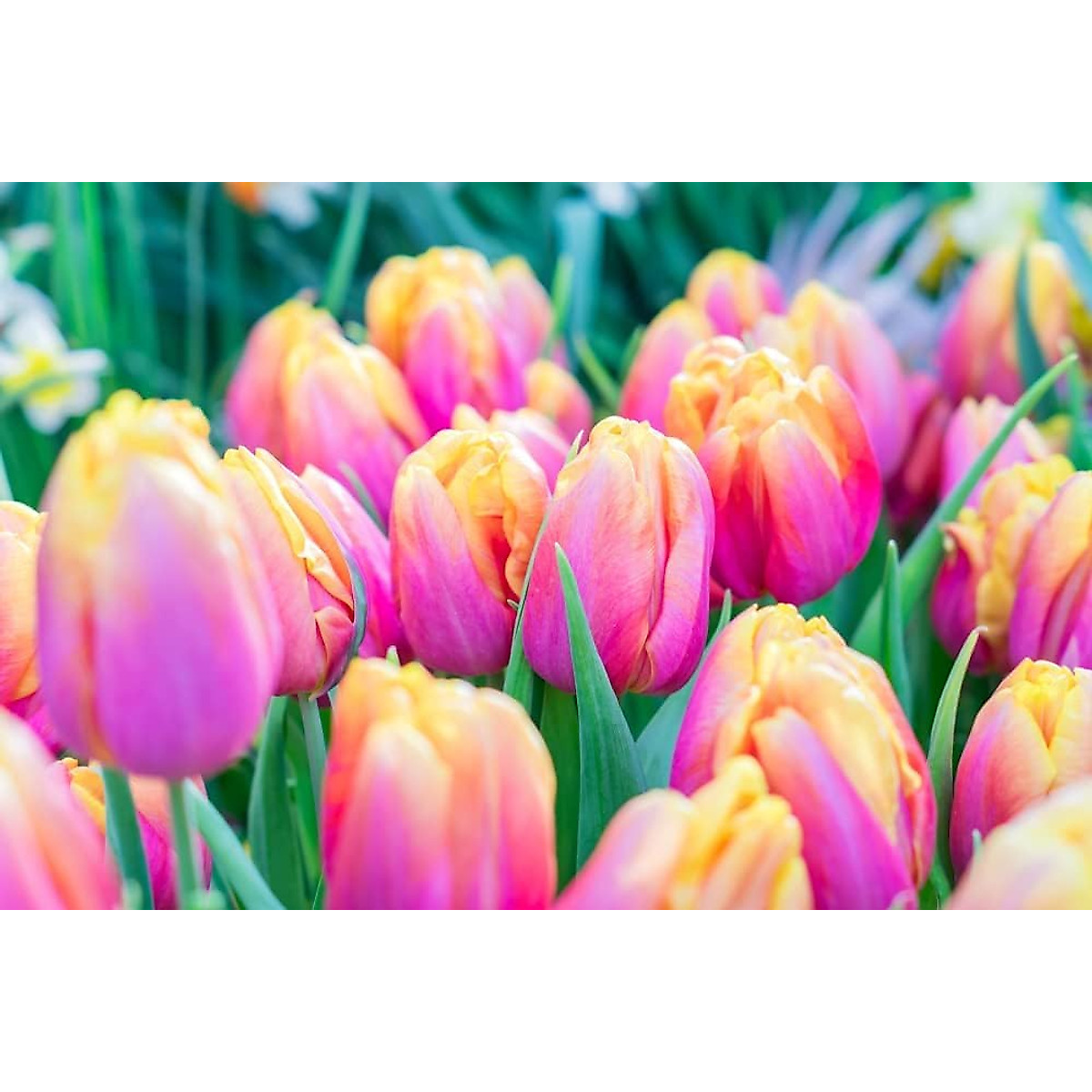 Giant Complete Spring Flower Garden | Bloom All Spring and Summer, Easy to Grow Flower Bulb, Indoor/Outdoor (50 Bulbs)