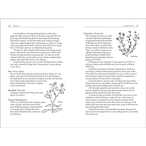 Carrots Love Tomatoes: Secrets of Companion Planting for Successful Gardening