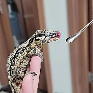 WOLEDOE 2Pcs Reptile Powder Fruit Mixing Stirring Food Feeding Spoon fit Crested Gecko Gargoyle Bearded Dragon