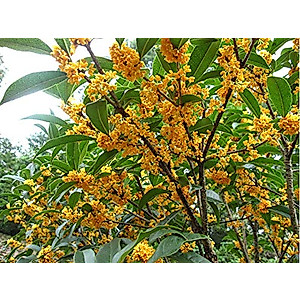 15+ Mixed Osmanthus Flower Seeds Yellow Orange Perennial Tree Shrub Bonsai Fragrant Osmanthus fragrans