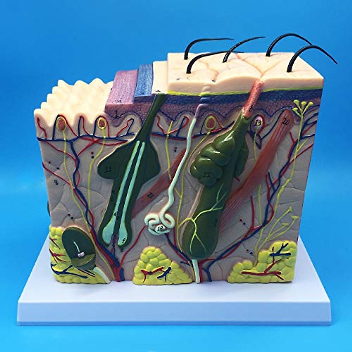 Learning Resources 70X Enlarged Human Skin Anatomical Model, Anatomically Accurate Skin Anatomy Model for Science Classroom Study Display Teaching Model