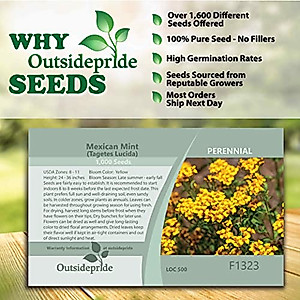Outsidepride Tagetes Lucida Mexican Mint Herb Garden Plants for Hot, Humid Climates - 1000 Seeds