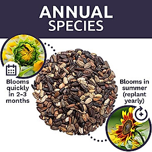 Sweet Yards Seed Co. Autumn Beauty Sunflower Seeds – Extra Large Packet – Over 1,400 Open Pollinated Non-GMO Wildflower Seeds – Helianthus annus – Beautiful Shades of Gold, Bronze, Yellow, and Purple