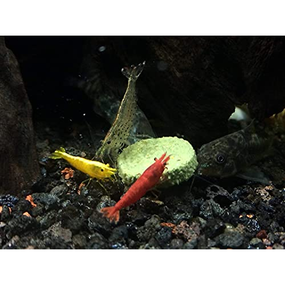 Aquatic Arts Algae Wafers (8 Ounce) Sinking Food for Live Aquarium Shrimp, Fish (Pleco/Tetra), Snails, and Bottom Feeders | High Protein Spirulina Blend Fish Food for Fish Tank Aquariums