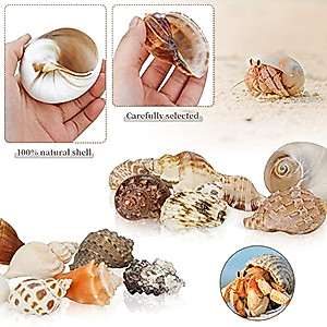 WEOXPR 15 Pieces Hermit Crab Shells - 15 Kind Large Growth Turbo Seashells, Opening 0.8" - 1.5" Natural Sea Shells for Hermit Crab Supplies, Aquarium Decoration